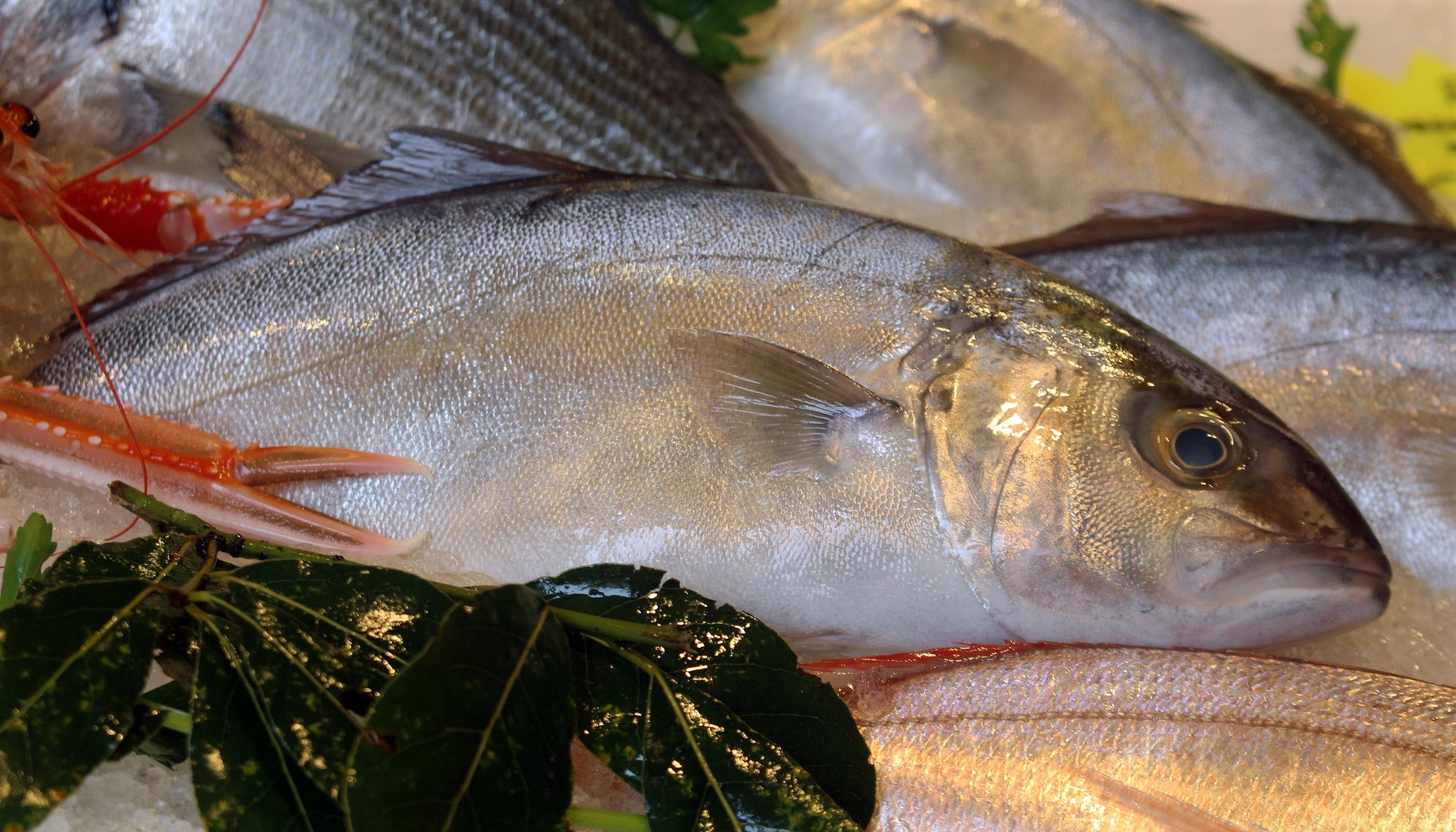 Ricciola: curiosità e proprietà nutrizionali - CrossMAG