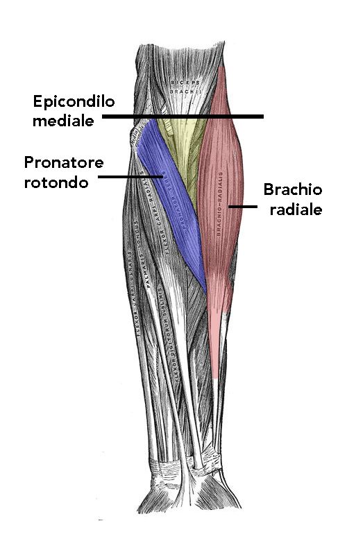 Il muscolo anconeo: anatomia e funzioni - CrossMAG